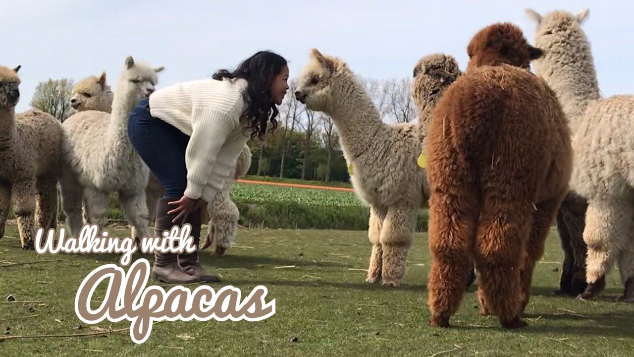 Walking with Alpacas 2021 : Alpacafarm Klinkenberg, Netherlands - YouTube