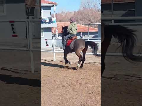 iki yıl önce cifliğimizde at binmeye başlayan kardeşlerin biniclik eğitimleri sonucu performansları