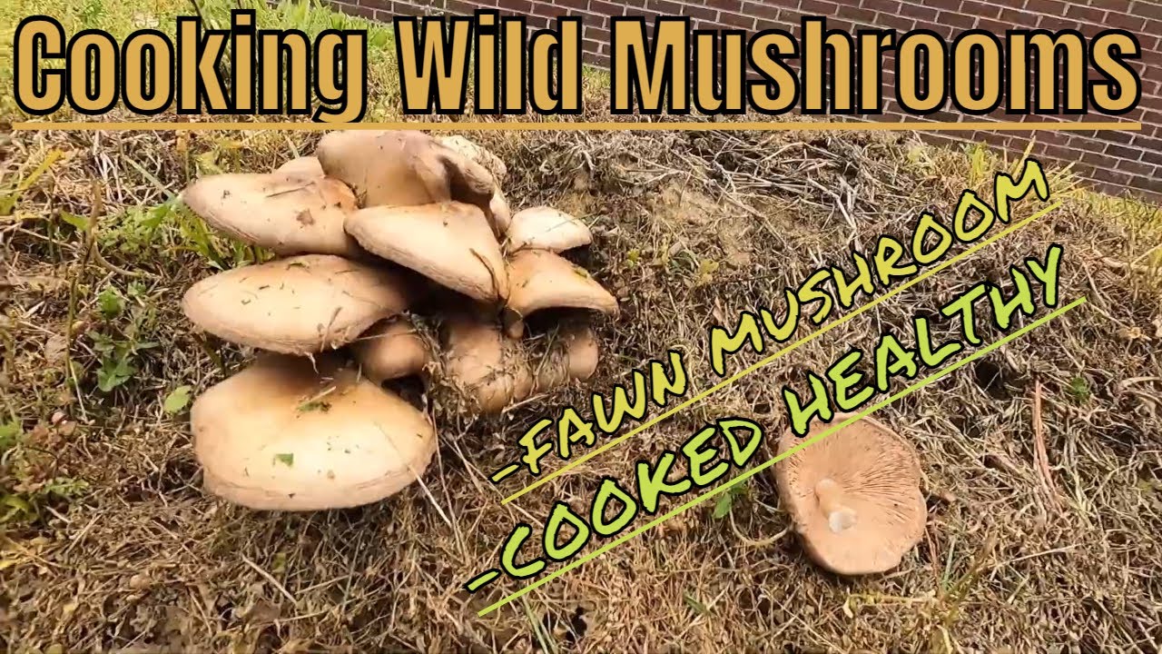 Cooking Wild Mushrooms the Fawn Mushroom (Pluteus cervinus) best ever ...