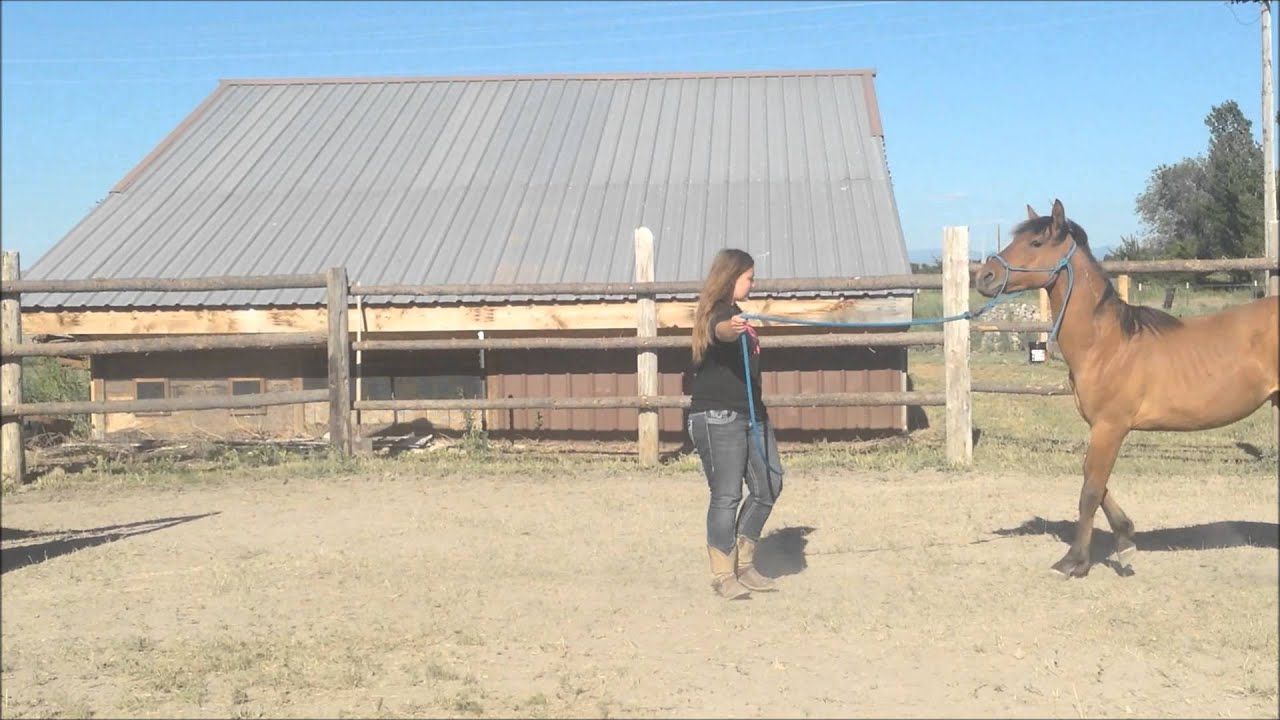 Wild Yearling Mustang Challenge-Week 3 - YouTube