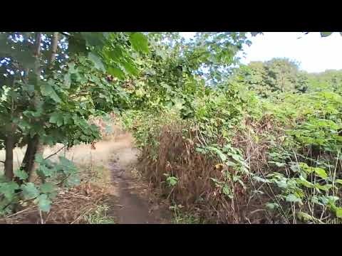 Meadow Park EX Allotment Site -  Gorleston’s 30 Year Old Secret Forest is Under Threat