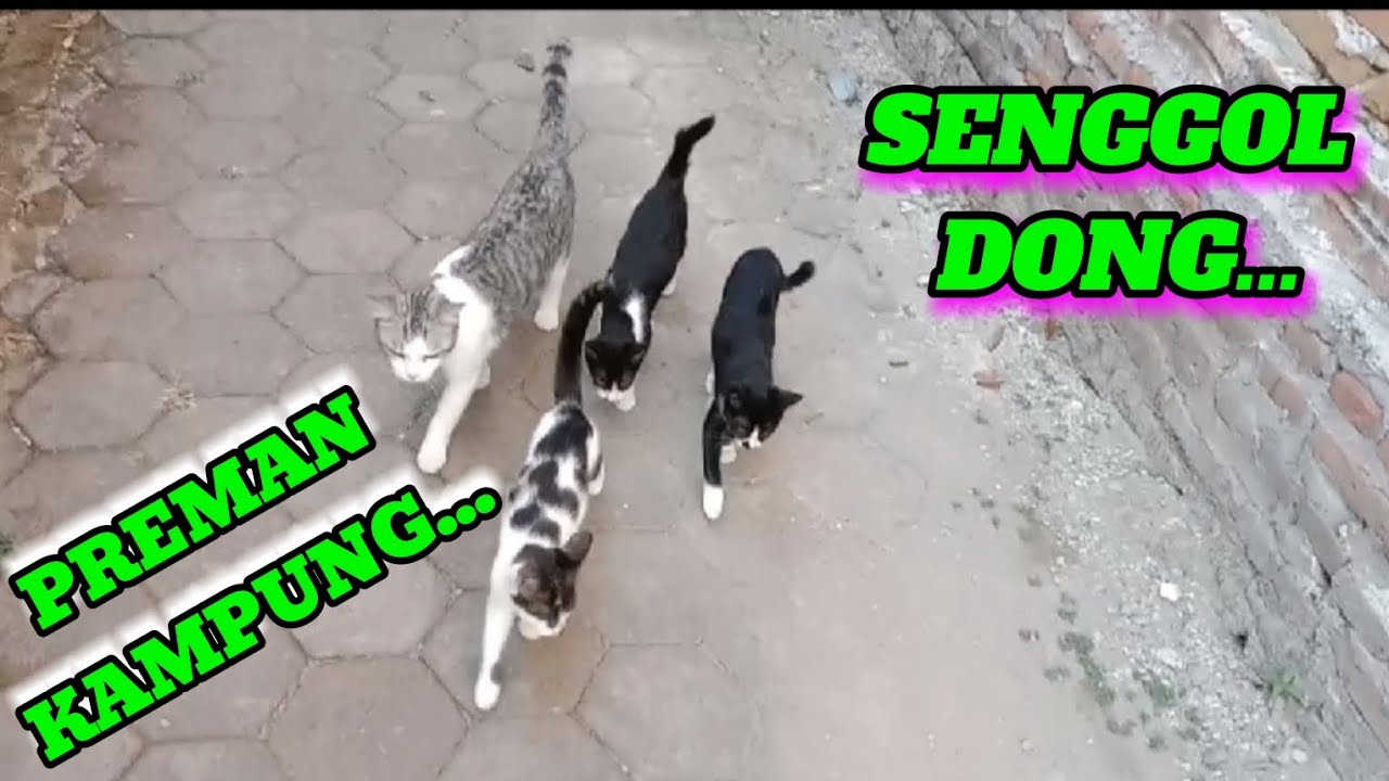 CATS are CUTE THUGS | KUCING PREMAN YANG LUCU | FUNNY CAT | FUNNY VIDEO ...