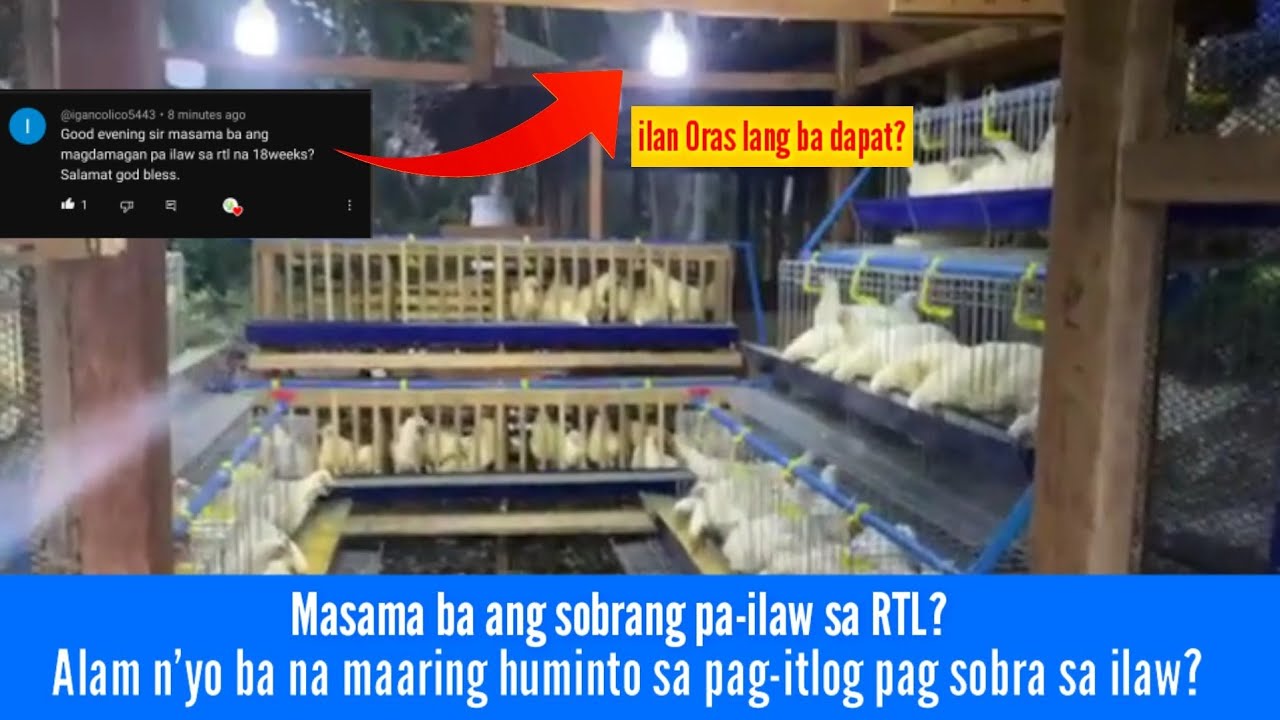 Alam mo ba na maaring huminto sa pag-itlog pag sobra sa ilaw at ...