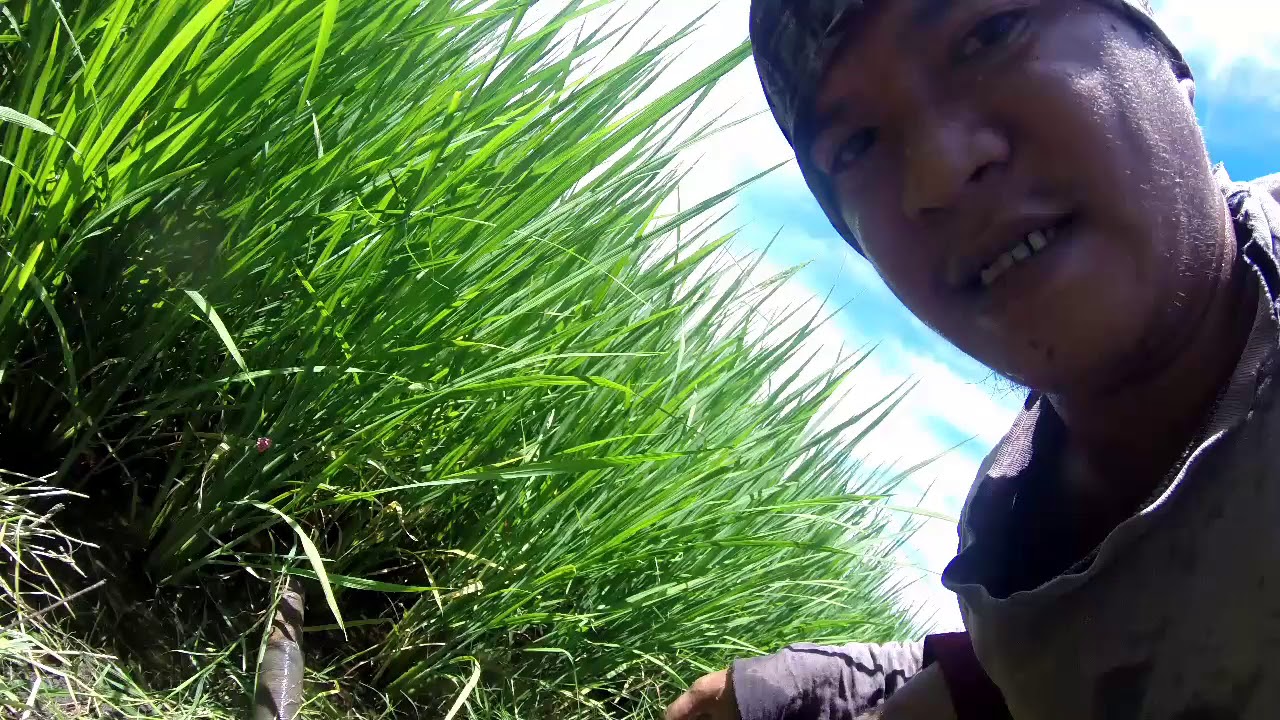 BUHAY BUKID NGAYONG COVID + PAGTATABAS NG DAMO SA PILAPIL + SHOUTOUT ...