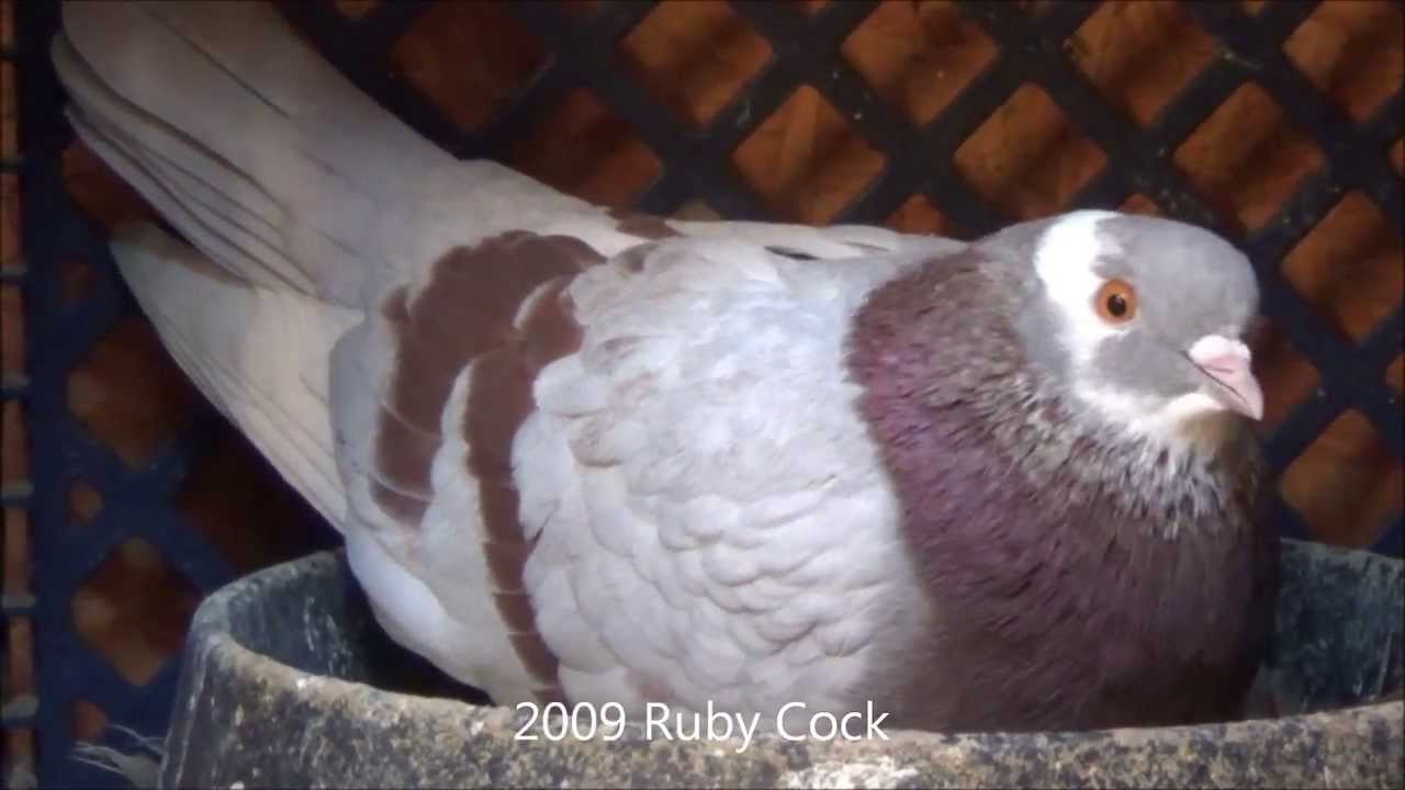 Ruby Roller Pigeons 2013 - YouTube