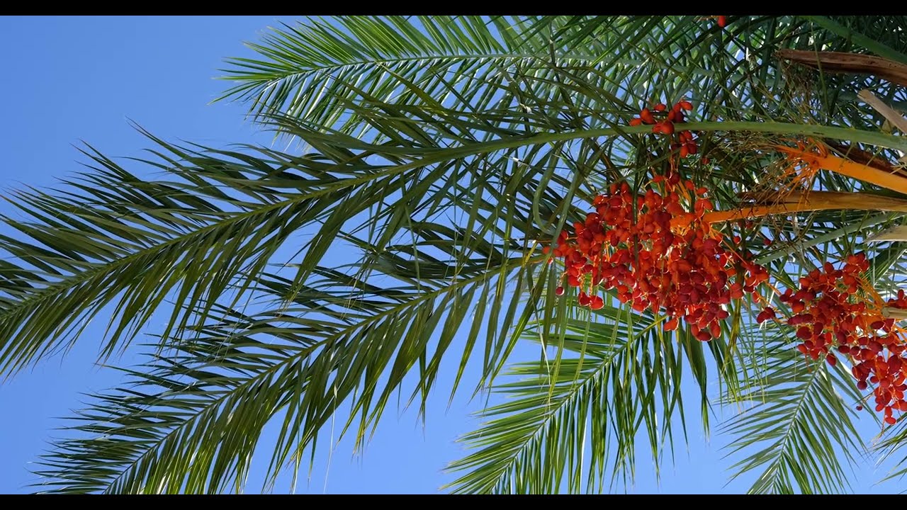 free stock footages - relaxing nature scenes 4K - YouTube