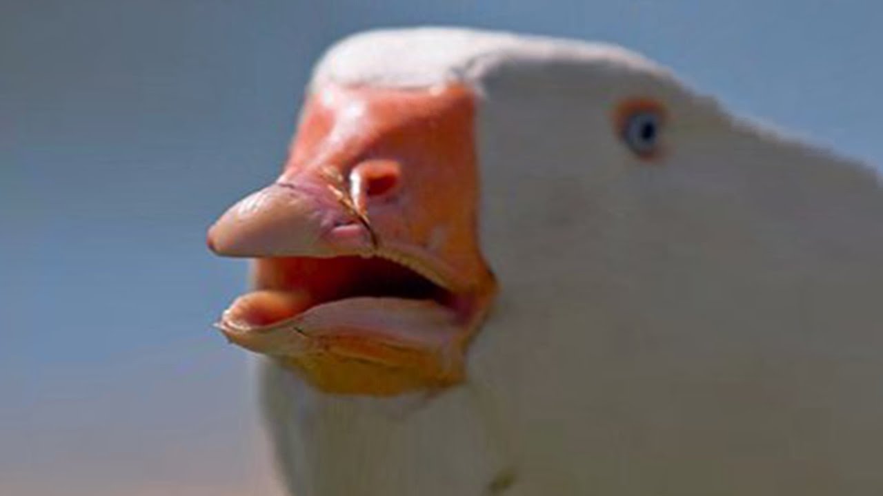 Dolan Dark(s) - YouTube