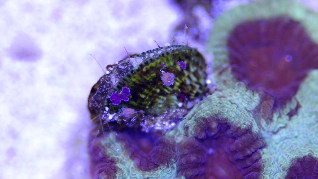 Baby clam comes with the Favia coral frag - YouTube