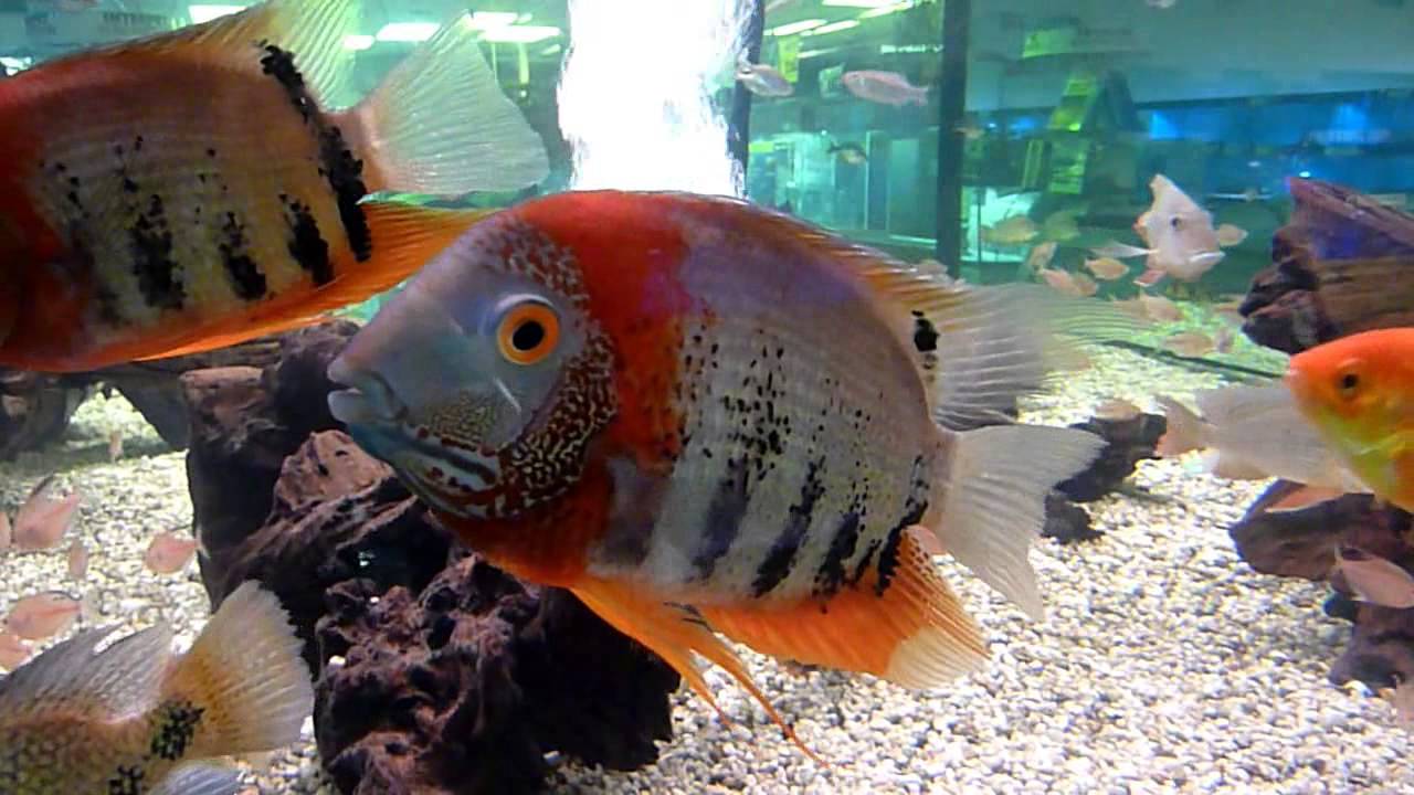 Heros Severus (Severum) - YouTube