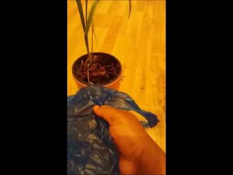 Geedka timirta oo si sahal oo fudud loo beeray! - YouTube