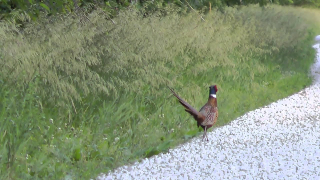 Rooster pheasant struts his stuff like a road runner out west. Take ...