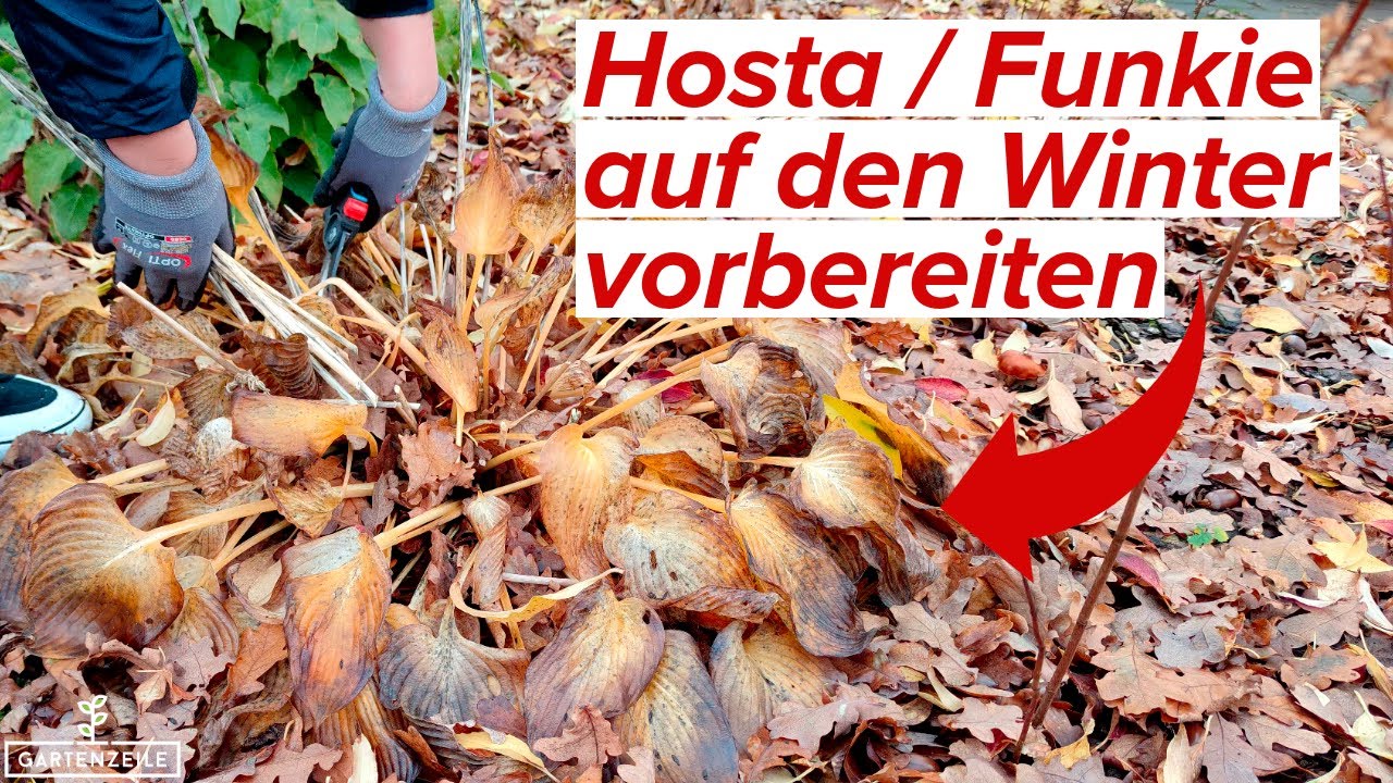 Was tun mit Funkien (Hosta) im Herbst / Winter? - YouTube