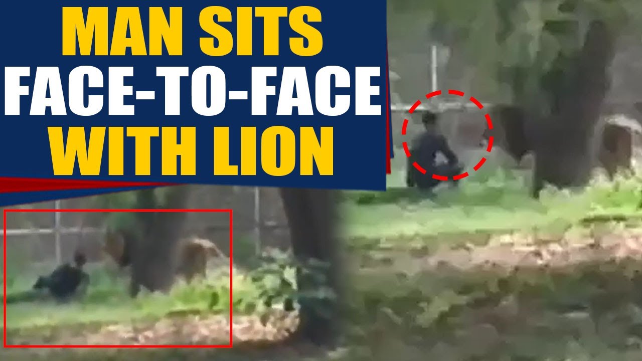 Man jumps inside Lion's Enclosure, sits face to face with lion, video ...