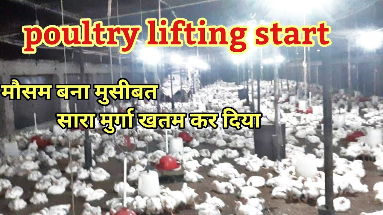 #poultry farming busines #today lifting rate in my poultry farm# im ...