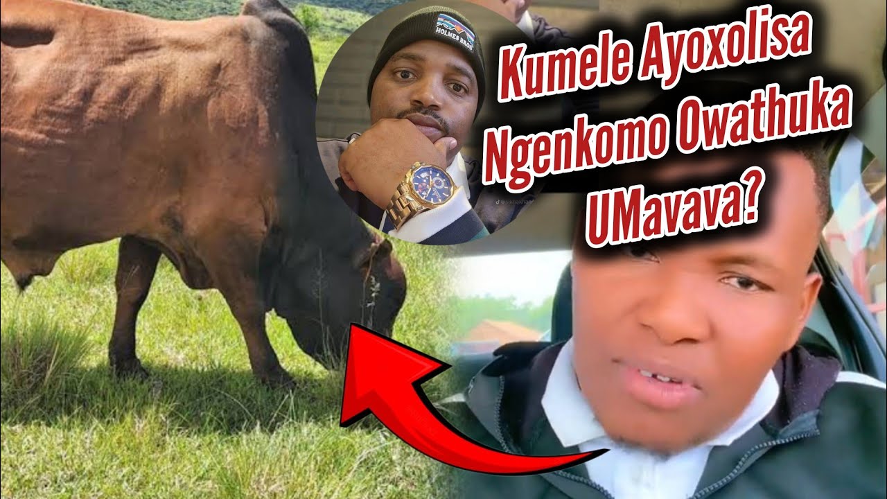 Kumele eyoxolisa ngenkomo othuke uMavava | U Social media umfake ...