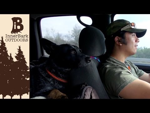 Blue Heeler/Australian Cattle Dog: Mountain Man's Best Friend