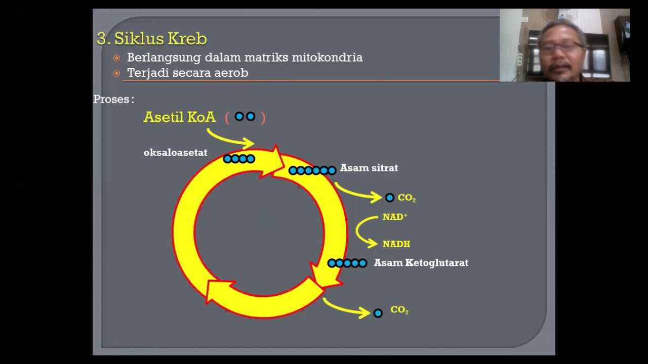 METABOLISME - KATABOLISME (Full version)_Biologi XII MIPA - YouTube