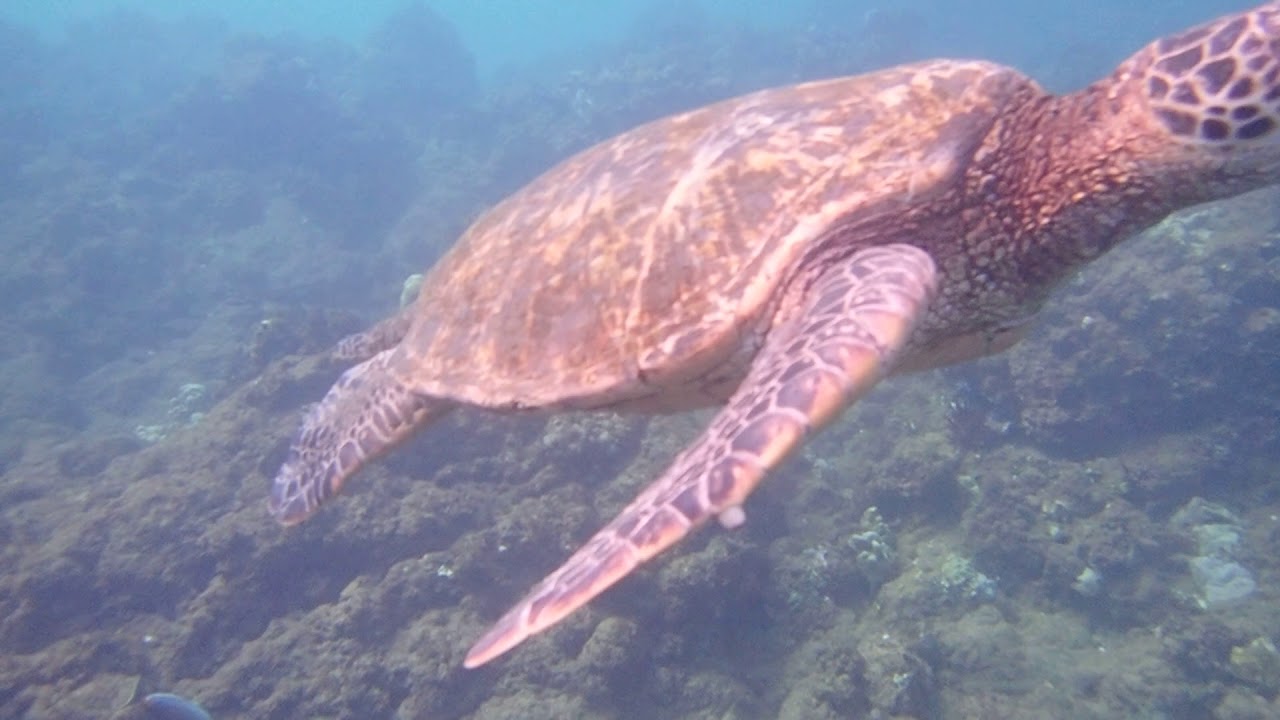 So Many Turtles! - YouTube