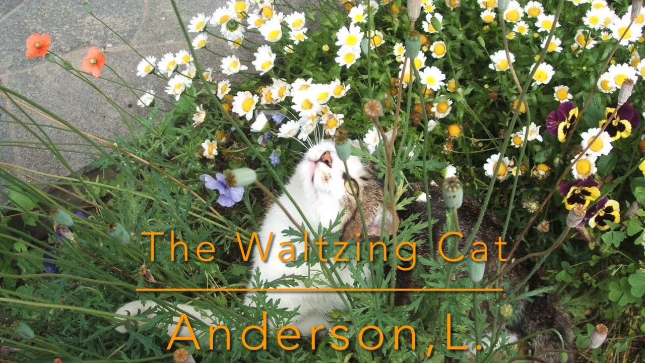 the waltzing cat 弦楽合奏版 - YouTube