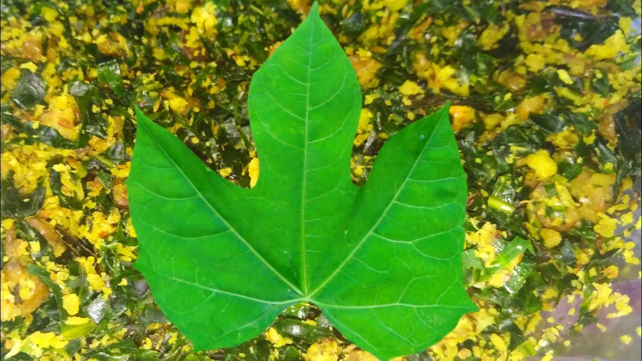ചായ മനസാ തോരൻ||chaya mansa leaf thoran/malayalam/cookingvlog - YouTube