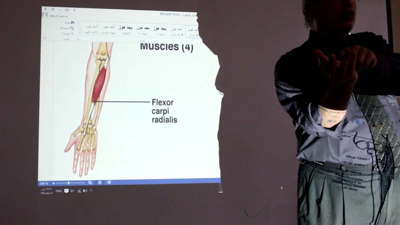Anatomy of upper limb 18 ( Muscles of front of forearm , part 4 ) , by ...