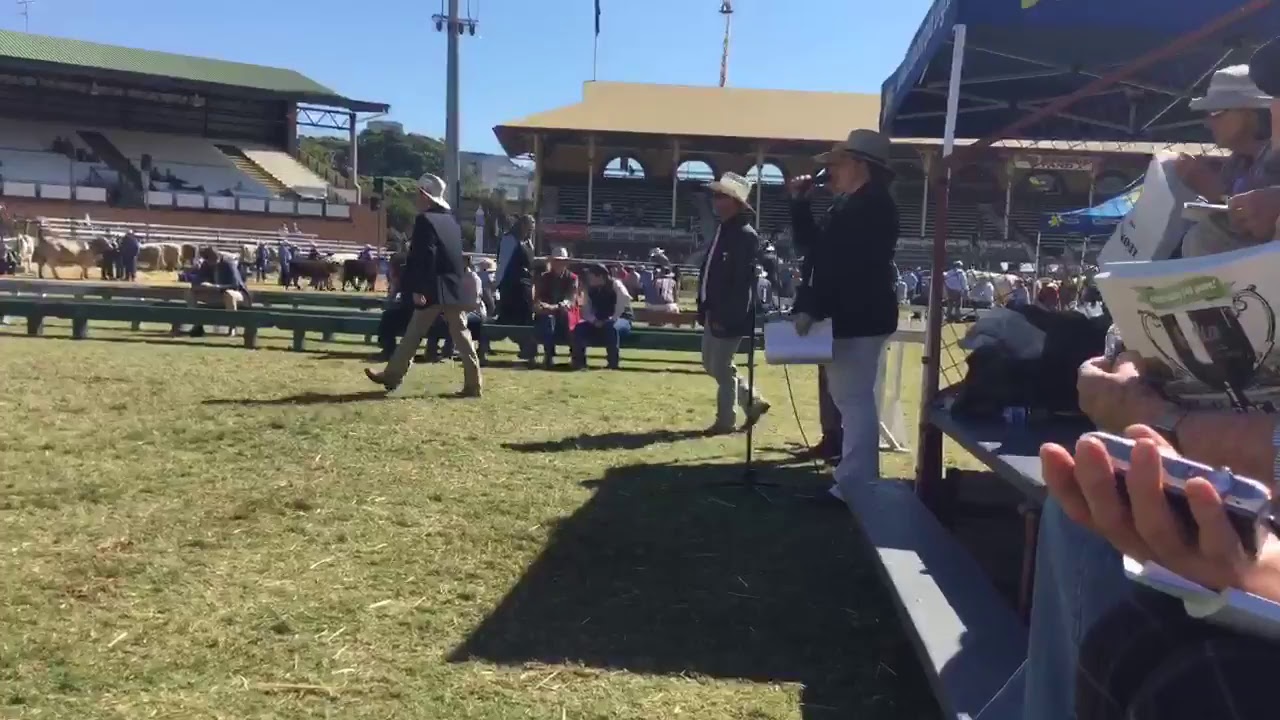 2017 Ekka Judging - Ring 5 - Day 2 - YouTube