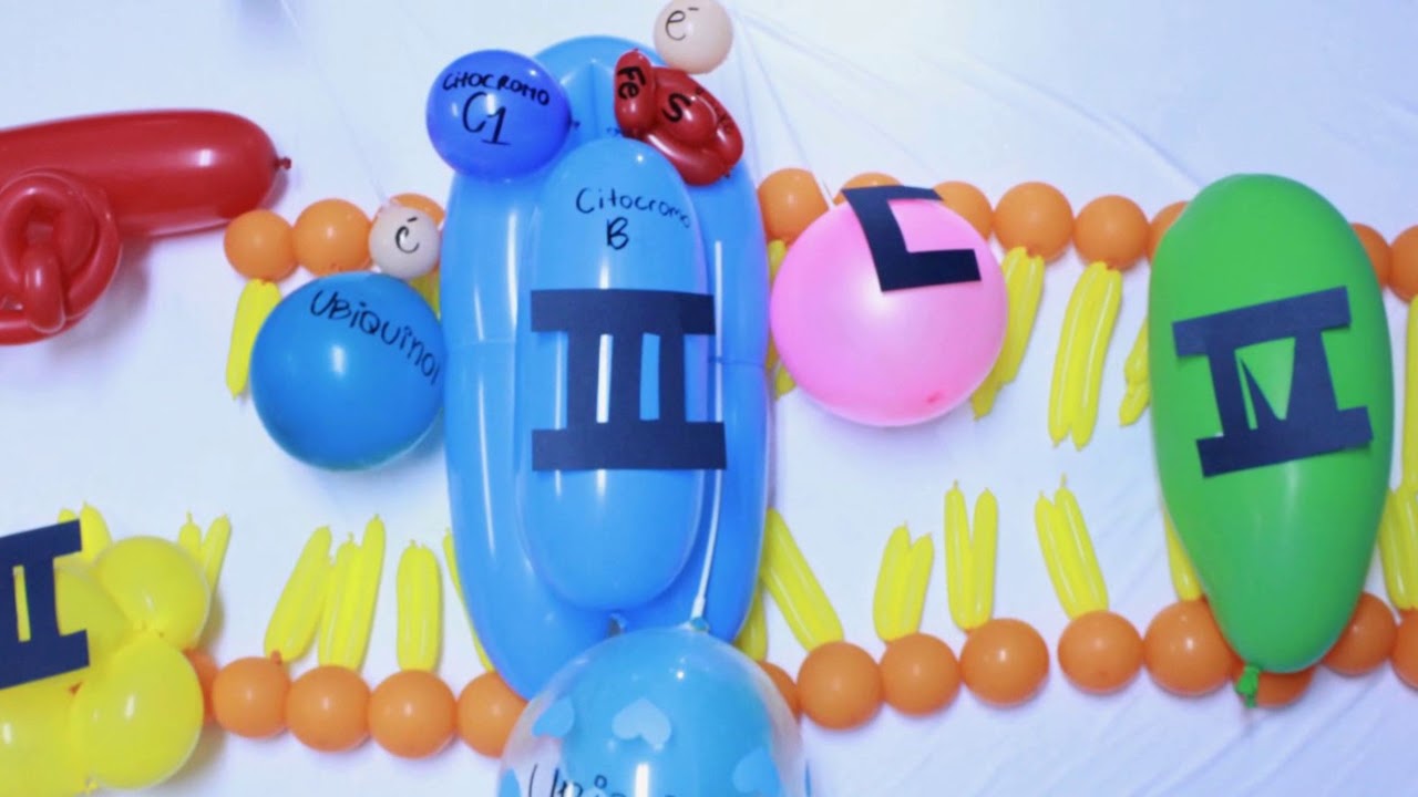 El ciclo Q de la cadena respiratoria - YouTube