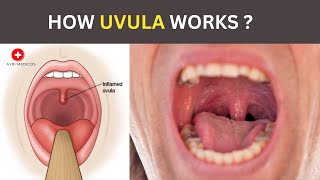 How Uvula Works? | Functions of uvula
