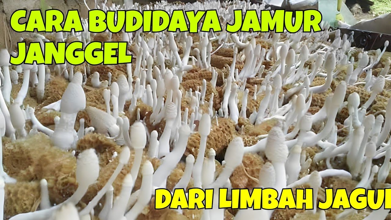 CARA BUDIDAYA JAMUR JANGGEL DARI LIMBAH JAGUNG, UNTUK PEMULA - YouTube