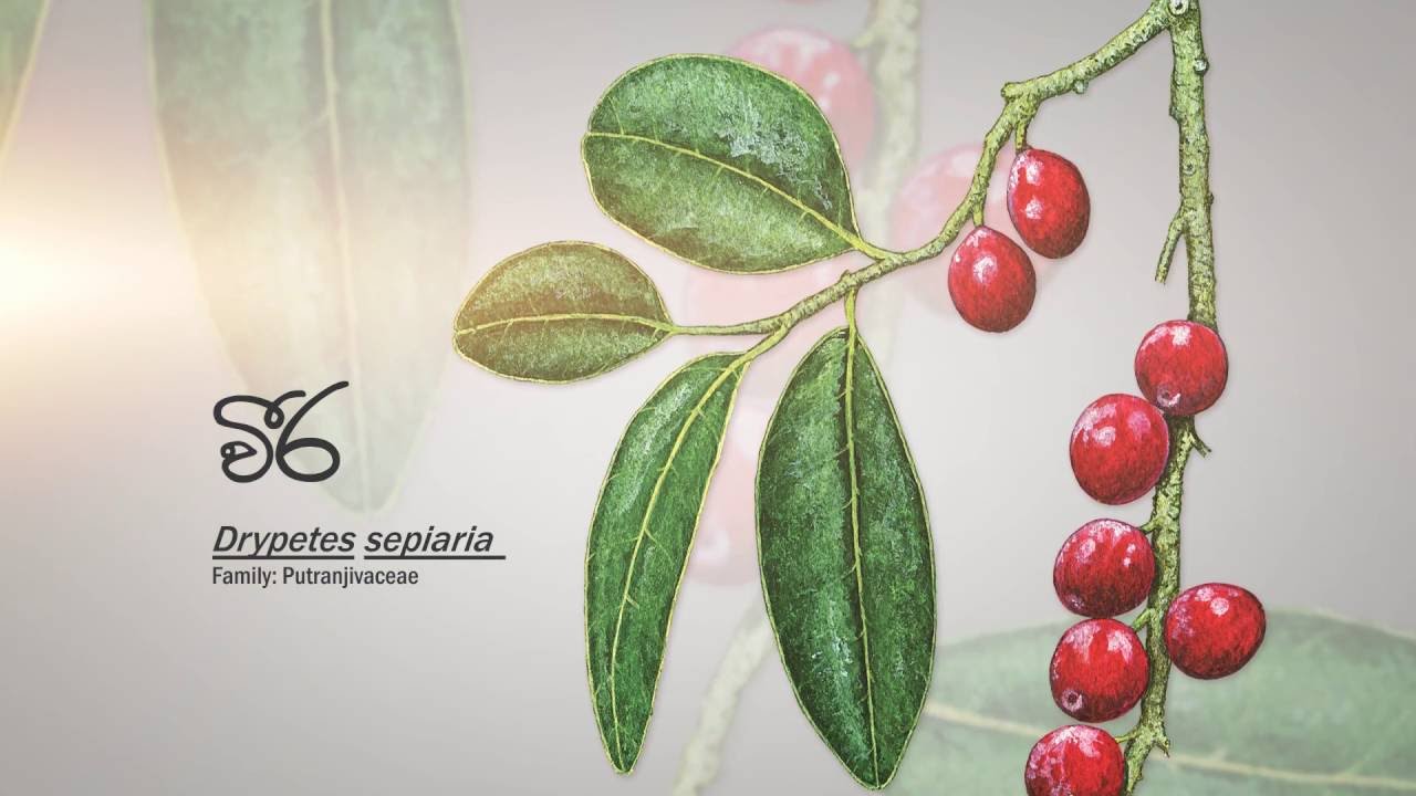 Sri Lanka Telecom - Weera (Wild Fruits) - YouTube