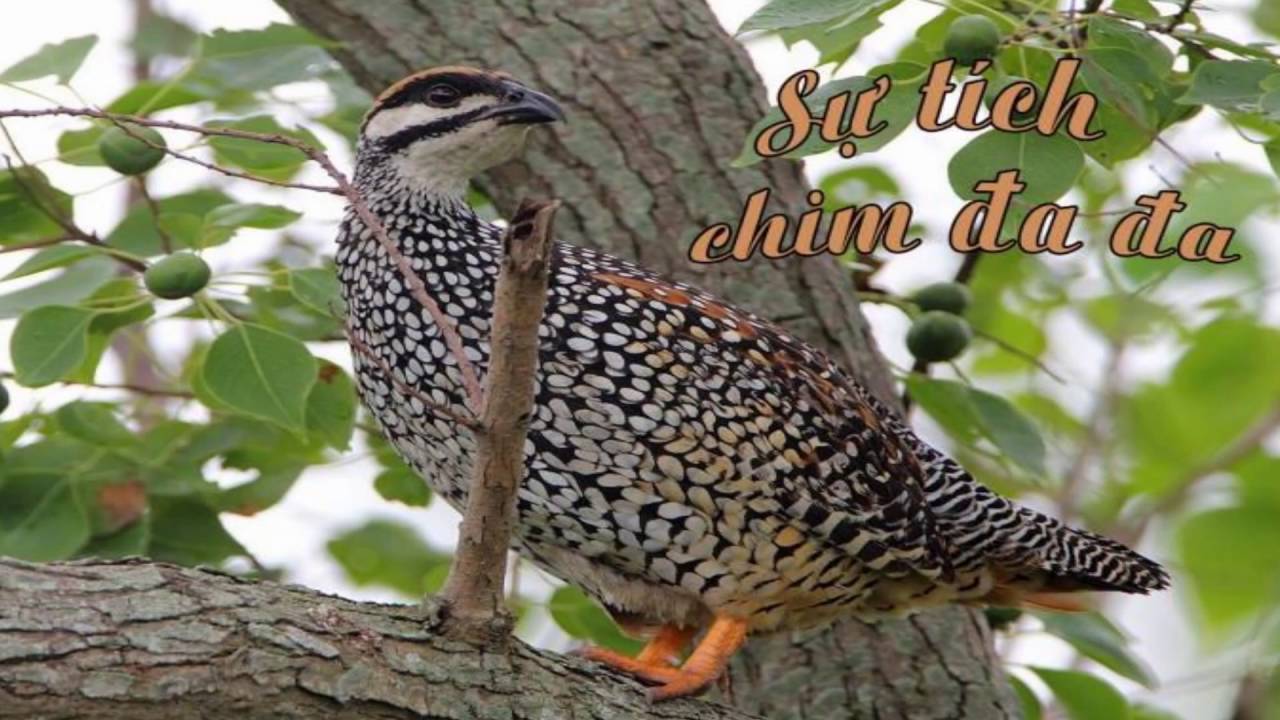 Sự tích chim Đa Đa - Truyện cổ tích Việt Nam - YouTube