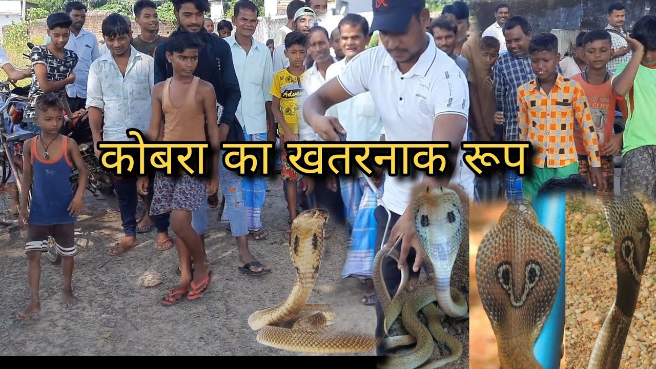 cobra snake rescue || save snake save life #snakesaver - YouTube