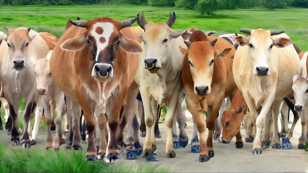 Video of Hundreds of Tame Cows Heading to the Animal Farm Pen - Cute ...