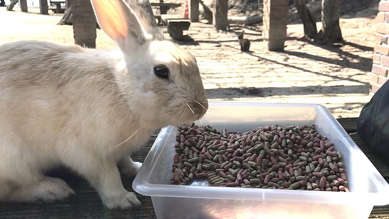 Rabbit: "My cream-colored fur, isn't it beautiful?" - YouTube