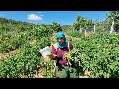 BİLMELİYİZ‼️ ŞİFA✅ BAHÇEDE OMEGA-3 BU YABANİ OT HER DERDE DEVA BOL ÇİĞ YİYELİM SEMİZ OTU NASIL KURUR