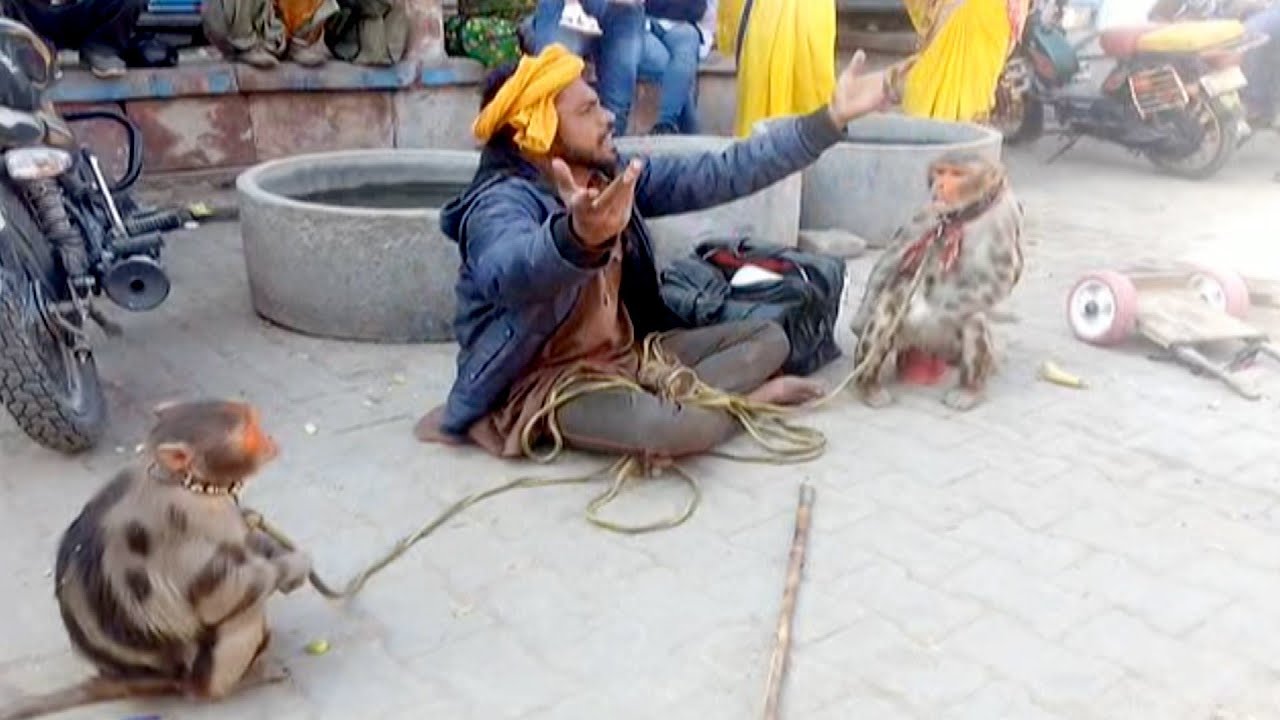बन्दर बन्दरिया का खेल / Funny Monkey Drama Video / Bandar Or Bandariya ...