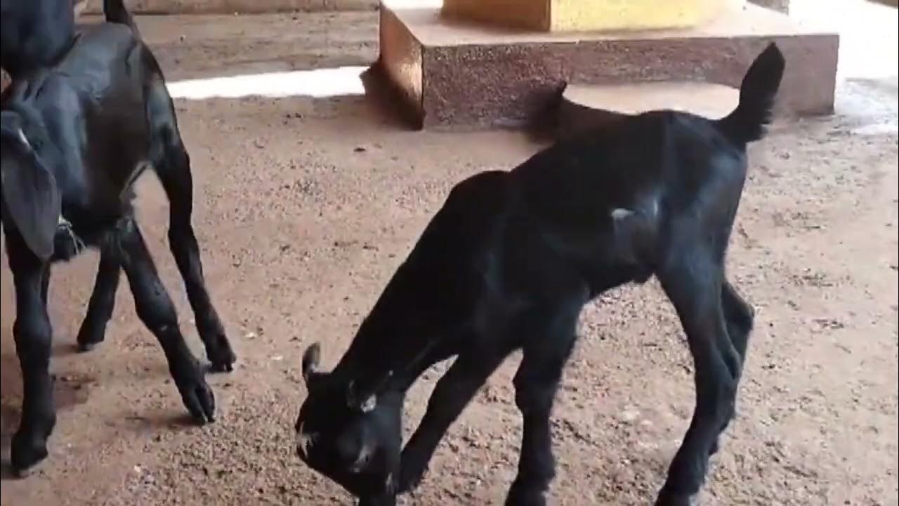 good morning guys, early morning goats are going for grazing #goan #goanlife #goats #goanstyle ...