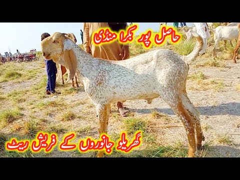 hasilpur Bakra Mandi ke fresh update shoukat goat farm - YouTube