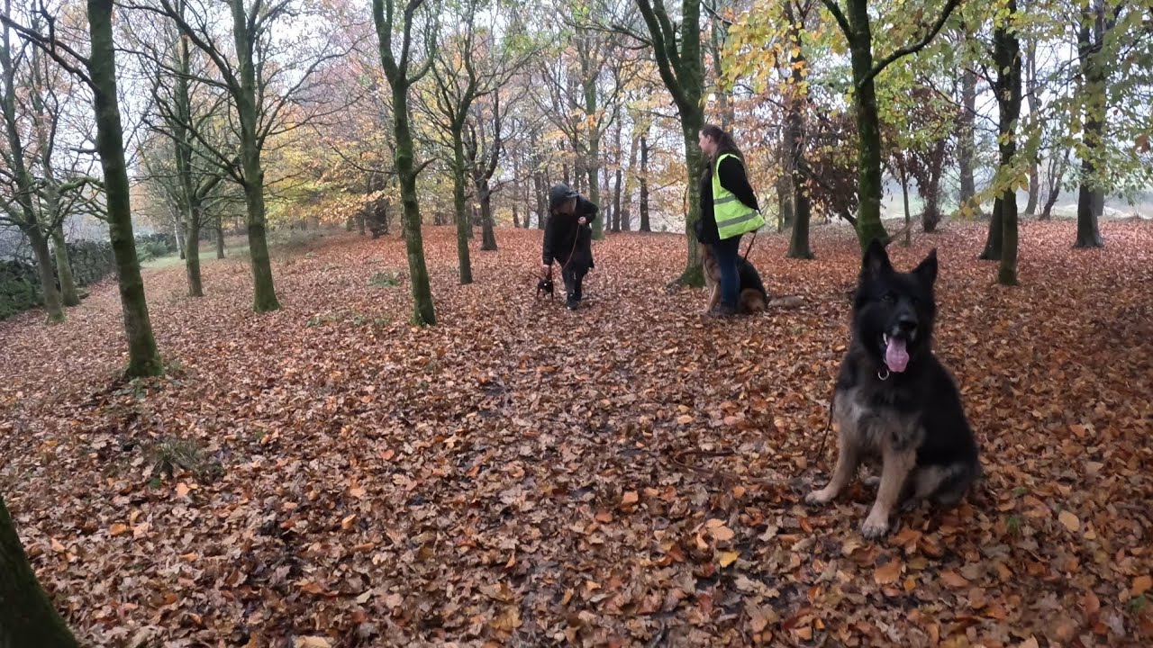 impulse control, and advanced obedience.Overs group class, - YouTube