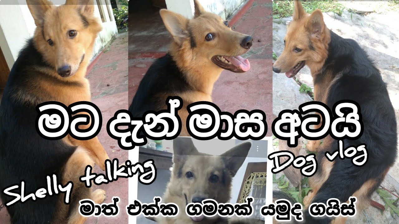 shelly කෙල්ලට මාස අටයි /8 month shelly girl | shelly vlog / shelly dog ...