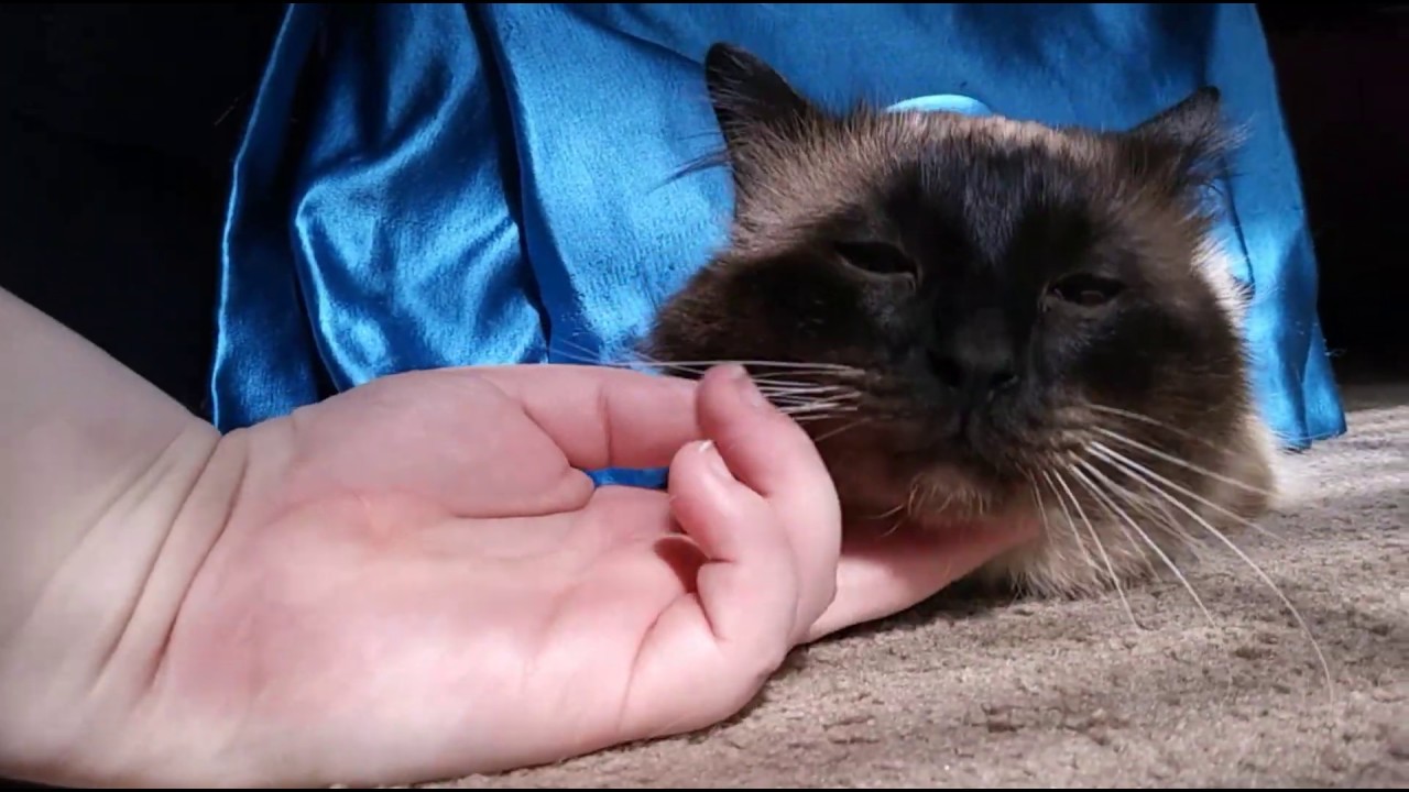 Peekaboo || Oliver the Ragdoll - YouTube