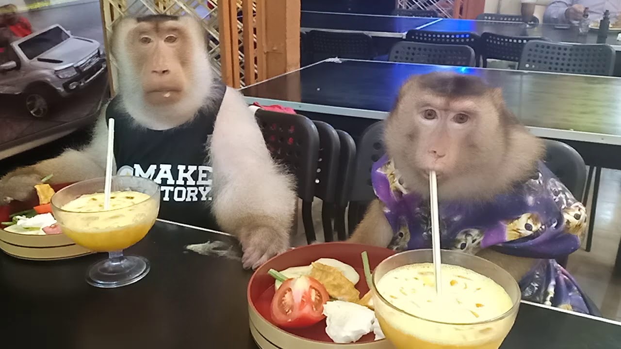 Jk Shaki Restauran Dinner - YouTube