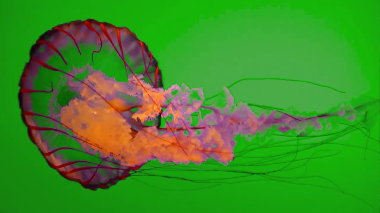 Green Screen - UNDERWATER YELLOW JELLYFISH_4 | ROYALTY FREE | FREE TO ...