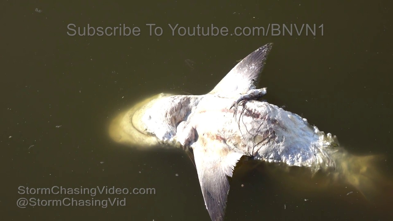 Red Tide Kills Sharks and Countless Fish, Sarasota FL - 8/17/2018 - YouTube