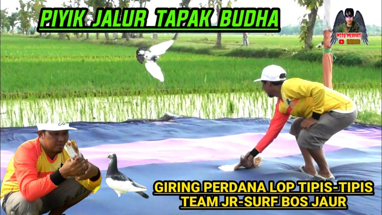 ️JALUR TAPAK BUDHA‼️LOP TIPIS-TIPIS DI KOLONG PERDANA GIRING TEM JR ...