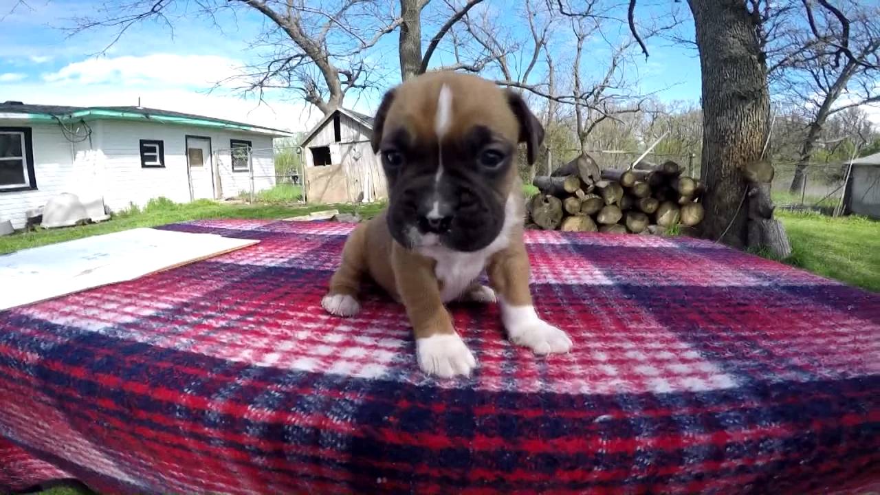 Jack Hemi and Harley Boy - YouTube