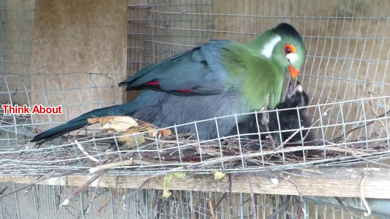White Cheeked Turaco feeding its chicks - YouTube