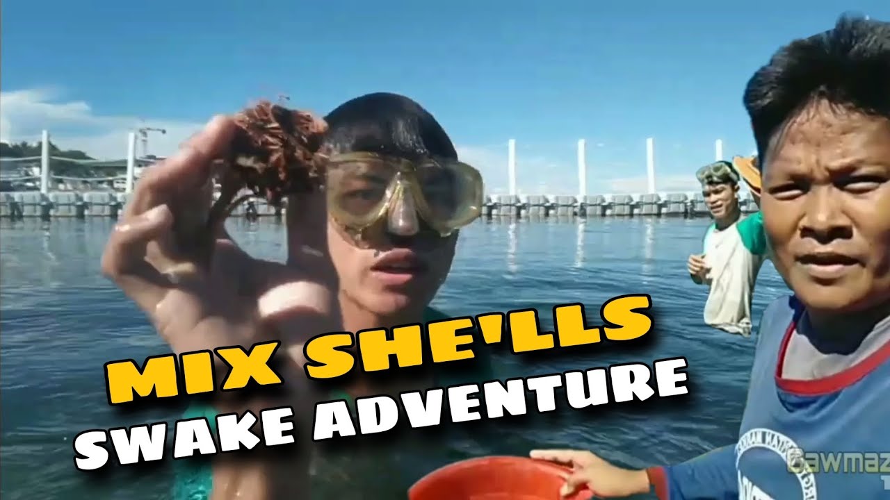 Harvested mix sea she'll @swake or sea urchin | seafood adventure # ...