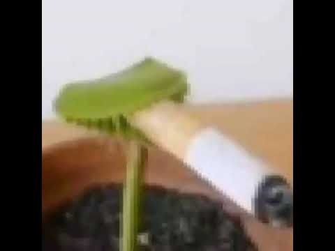 Venus Flytrap smoking - YouTube
