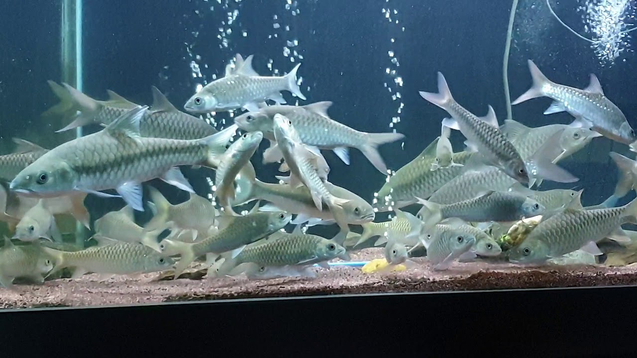Tank of Mahseer red & blue Mahseer - YouTube